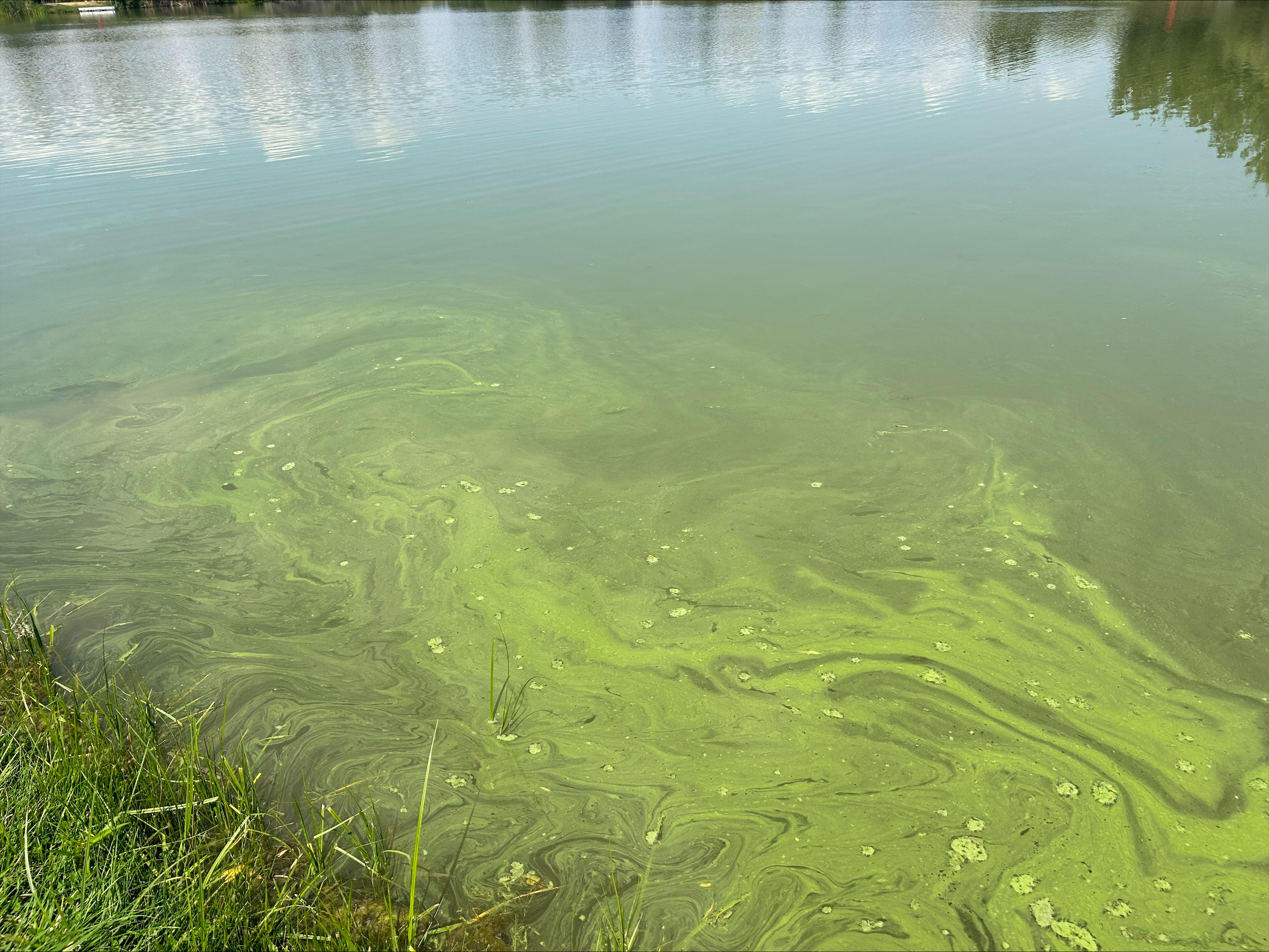 Look Out for Harmful Algal Blooms When Recreating this Summer | Montana DEQ